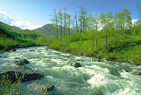 River Flowing in Spring - Zena Everett